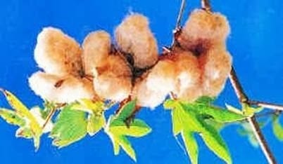 Cotton: The King of Textile Fibers | Cultivation to Production