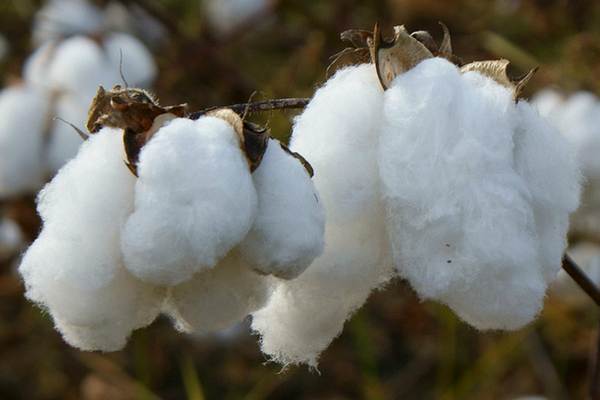 Cotton: The King of Textile Fibers | Cultivation to Production